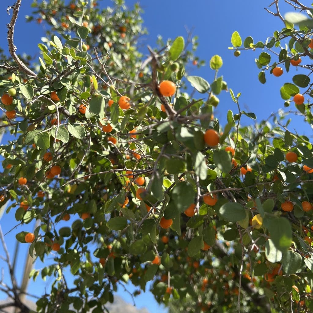 Desert Hackberry · Tucson Clean & Beautiful