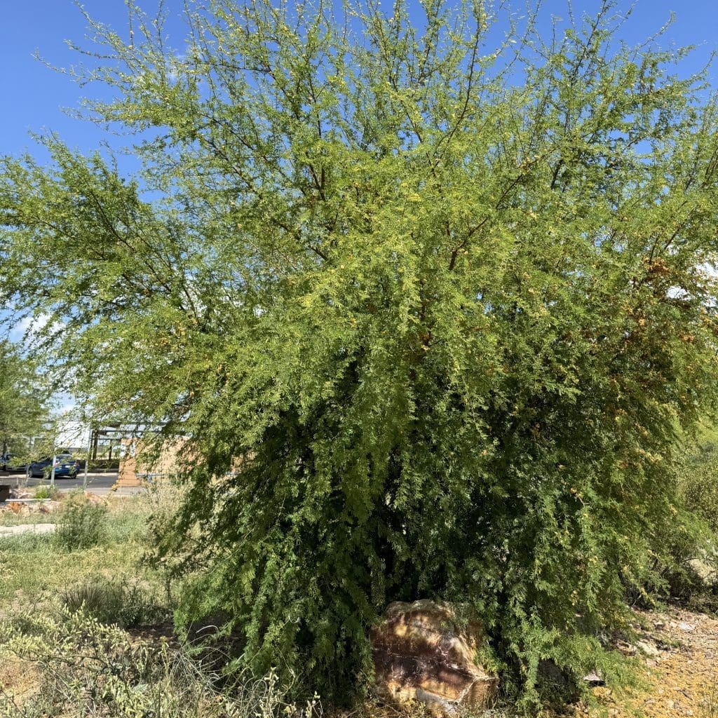 Trees For Tucson · Tucson Clean & Beautiful