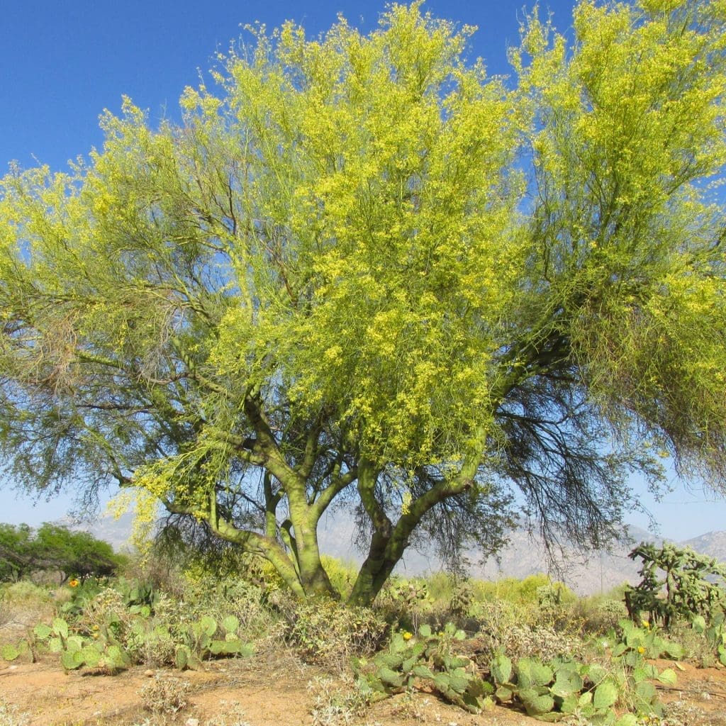 Trees For Tucson · Tucson Clean & Beautiful