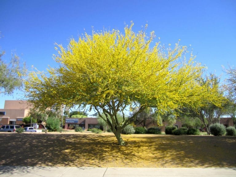 Trees For Tucson · Tucson Clean & Beautiful